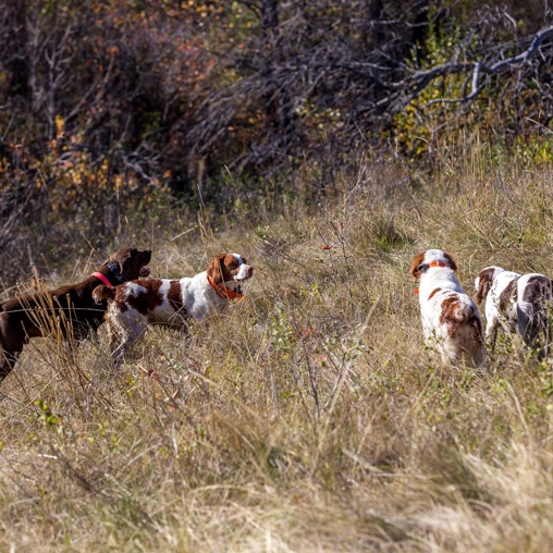 Hunting Resort & Luxury Lodge in Montana | Forrester's Bighorn River Resort