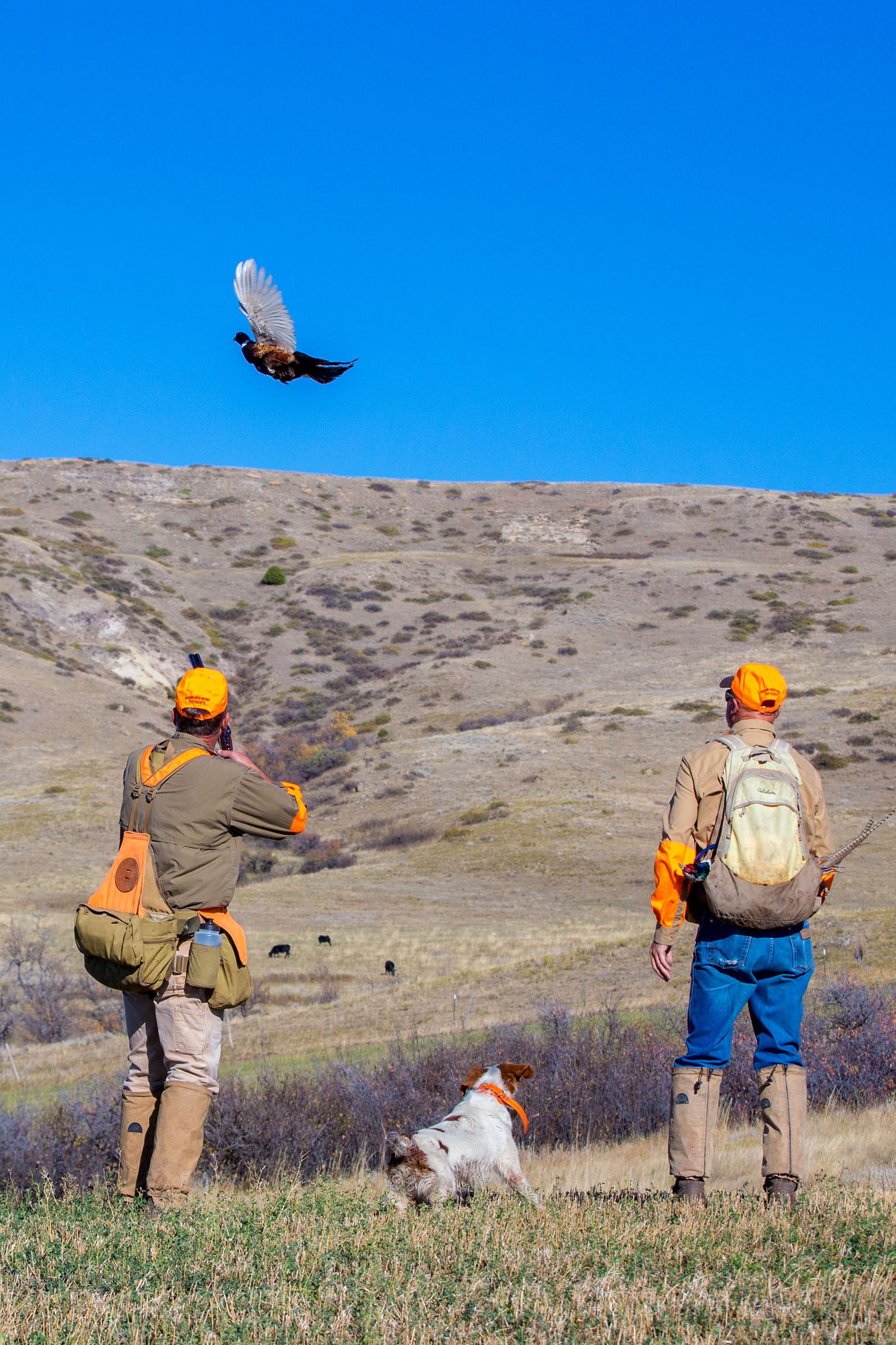 Montana Upland Bird Hunting Map – RWDA